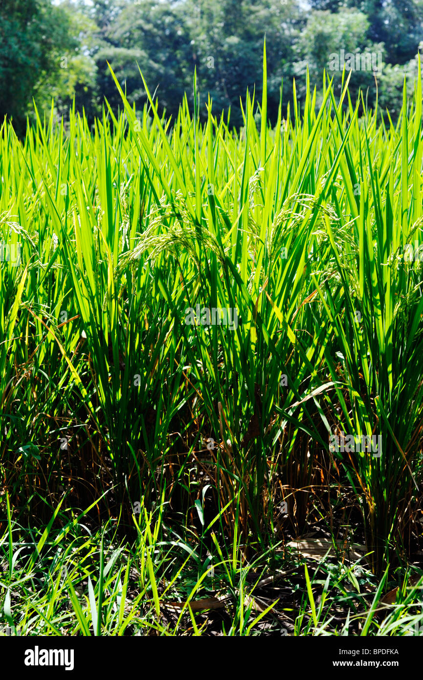 lush green rice crop back lit by the early morning sun malang java ...