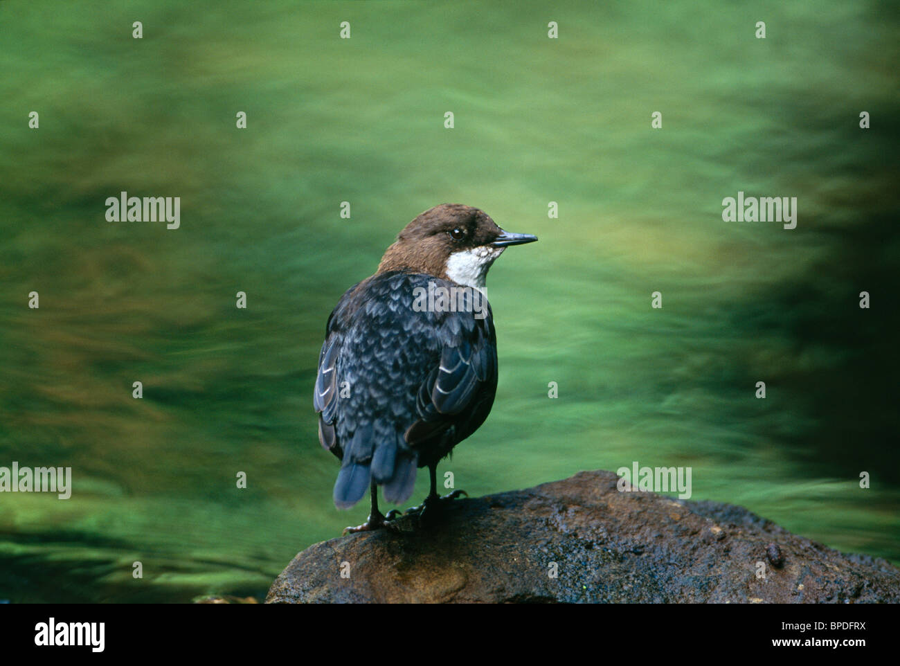 Dipper perched on river rocks Stock Photo - Alamy