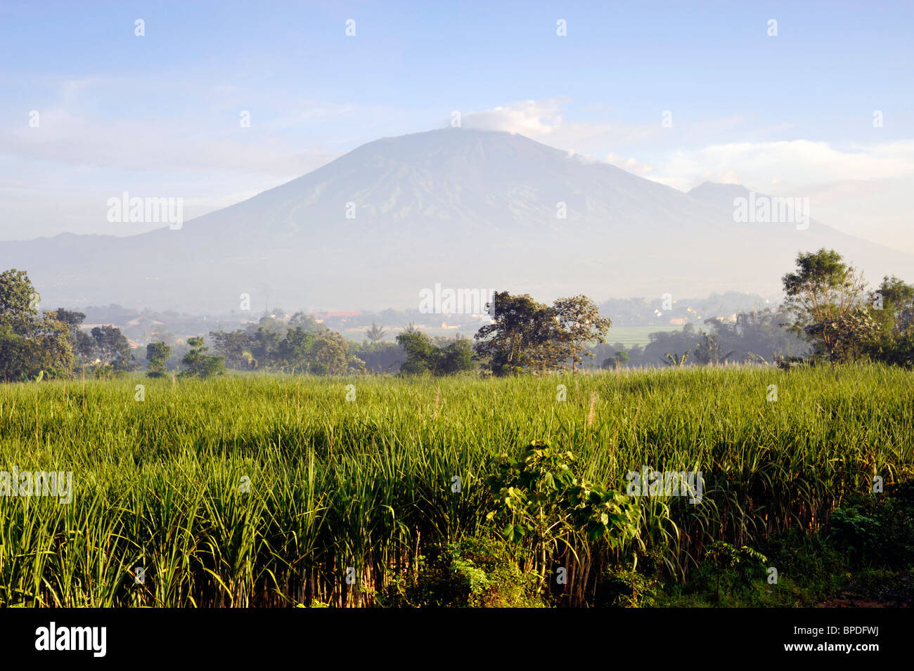 field of mature ripening sugar cane with mountain behind malang java ...