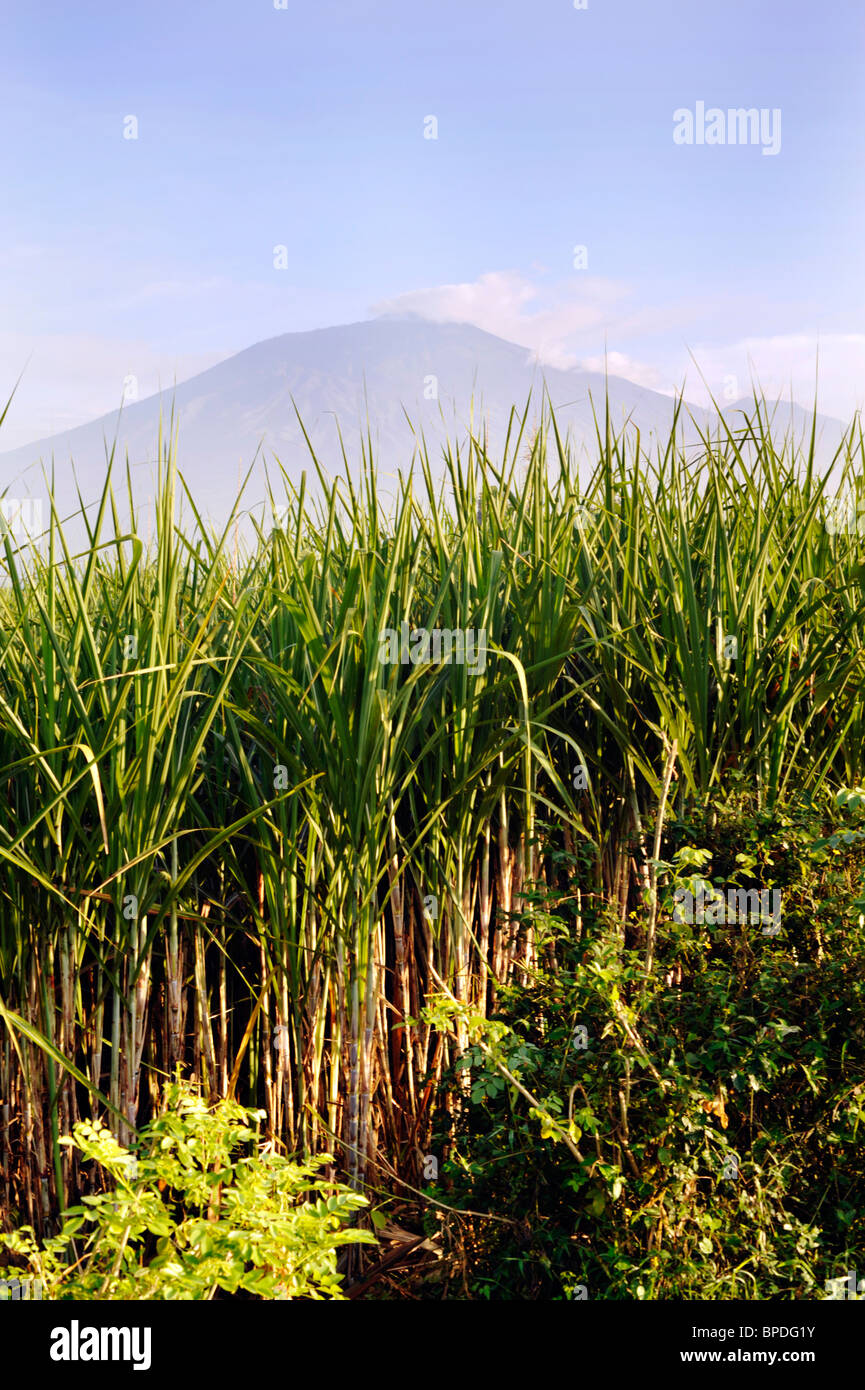Mature sugar cane hi-res stock photography and images - Alamy