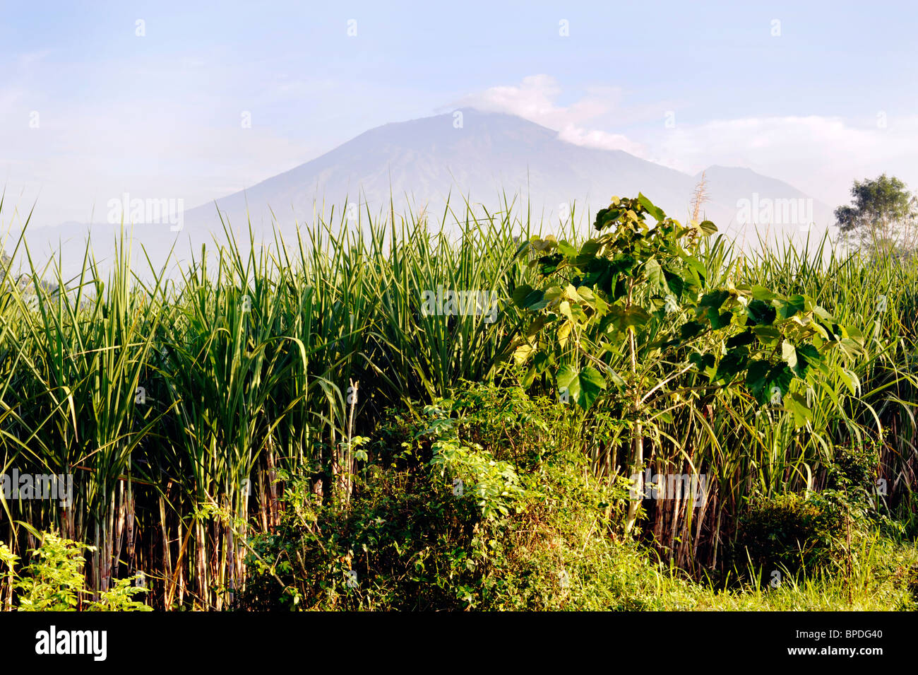 field of mature ripening sugar cane with mountain behind malang java ...