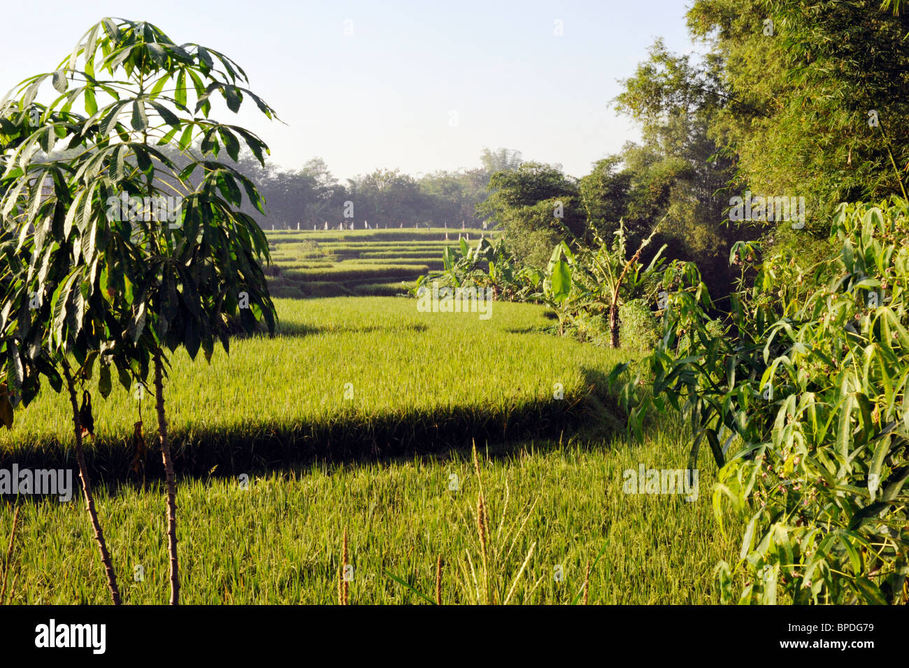rice field in village near malang java indonesia Stock Photo - Alamy