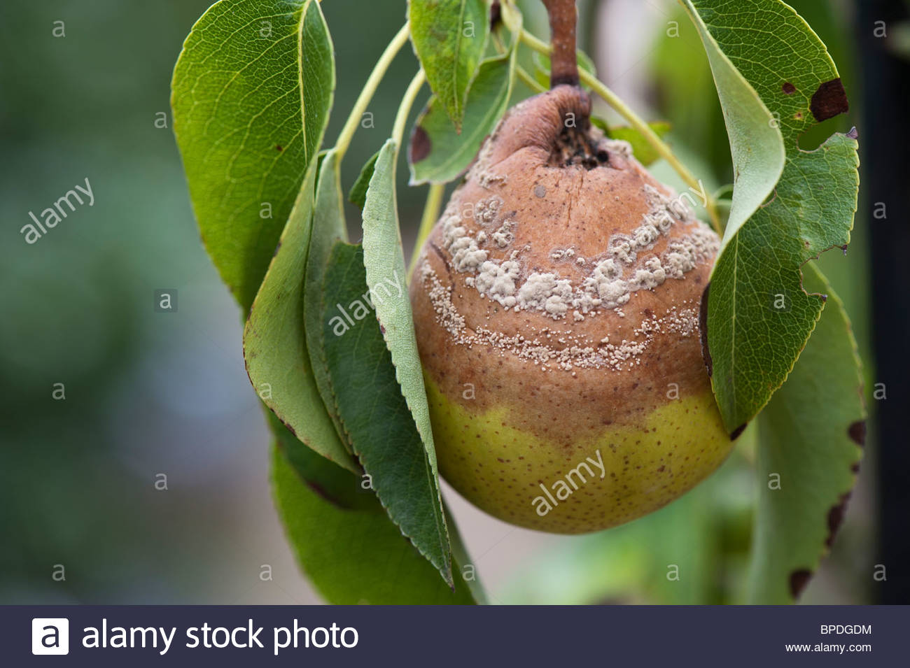 Monilinia Fructicola Stock Photos & Monilinia Fructicola Stock Images ...