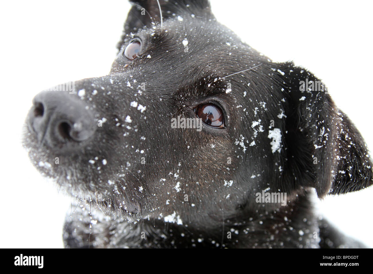 Black labrador in the snow hi-res stock photography and images - Alamy