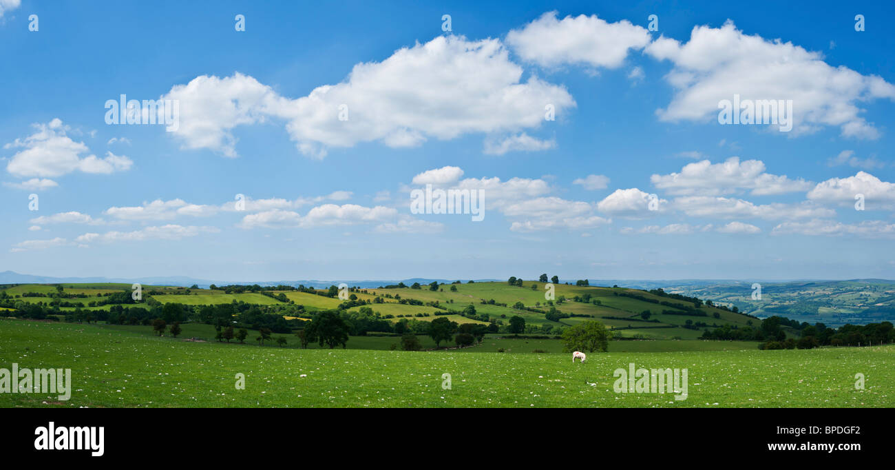 Scenic sheep pasture at Hay Bluff, near Hay-on-Wye, Brecon Beacons ...