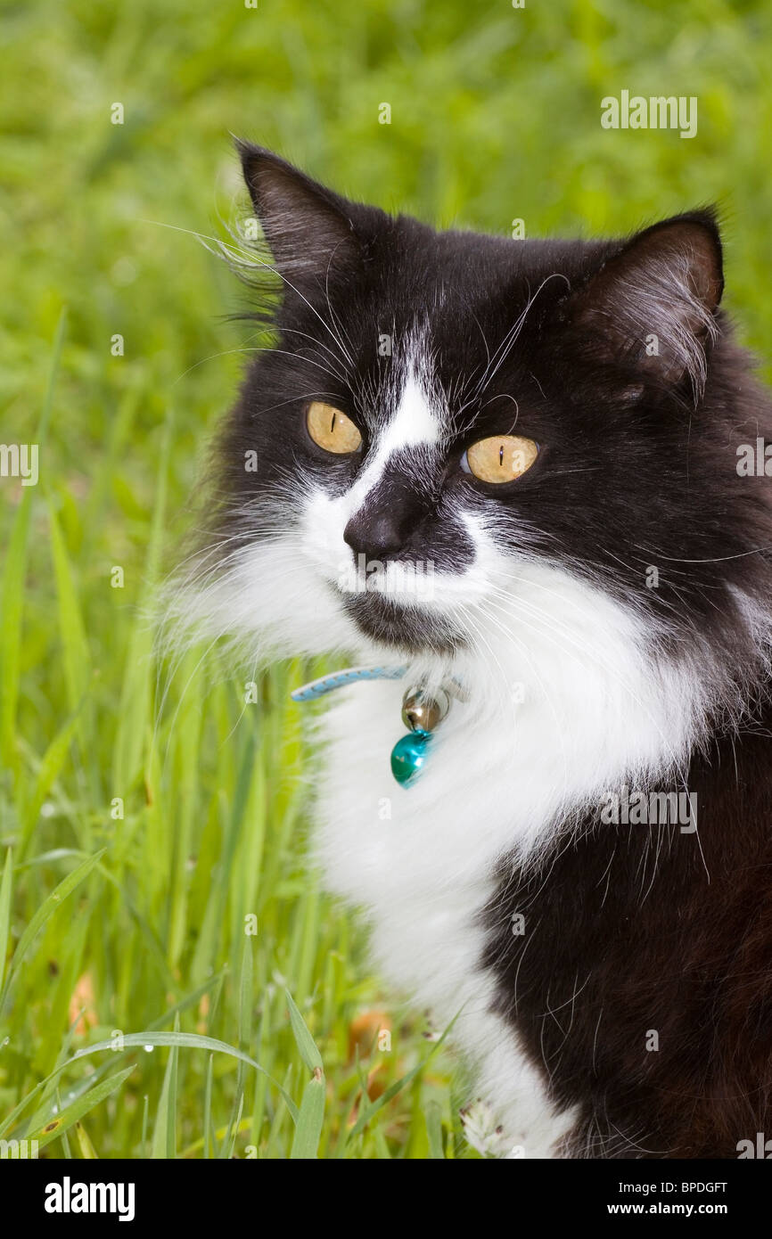 A fluffy black and white cat Stock Photo - Alamy