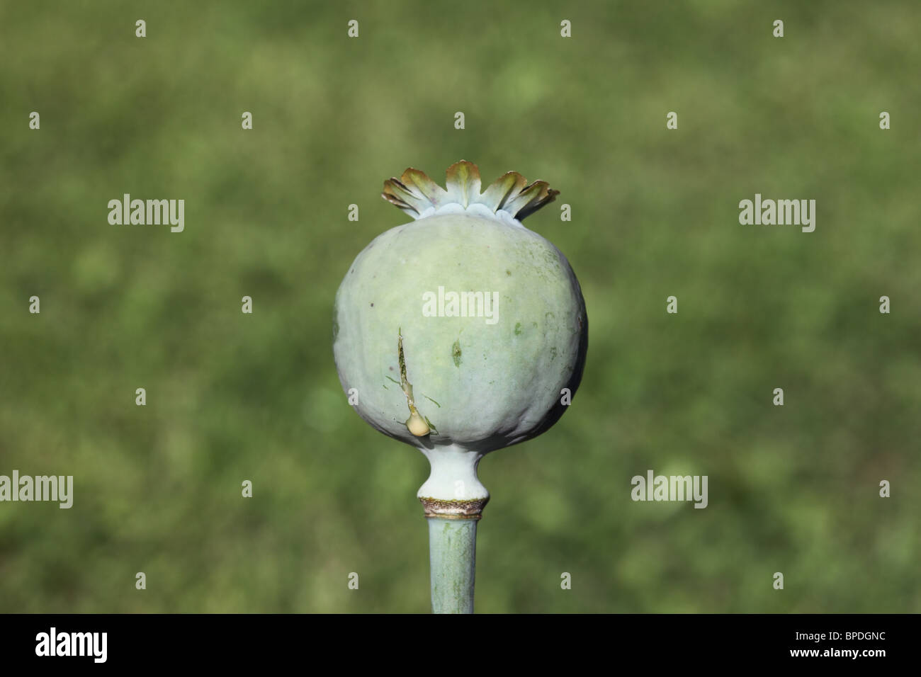 Opium poppy sap hi-res stock photography and images - Alamy