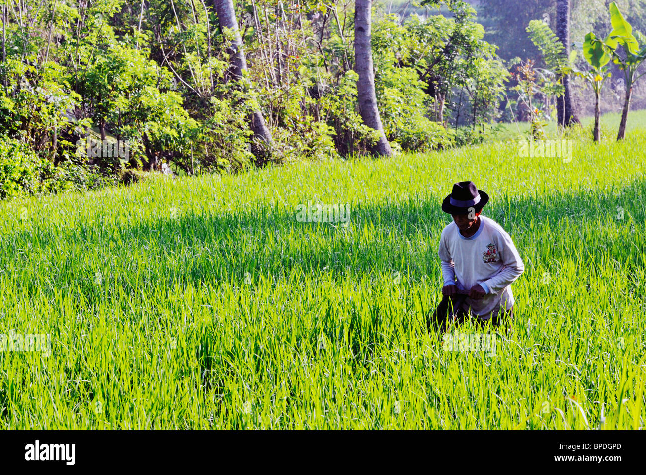 local man working in lush rice field using wooden hand operated ...