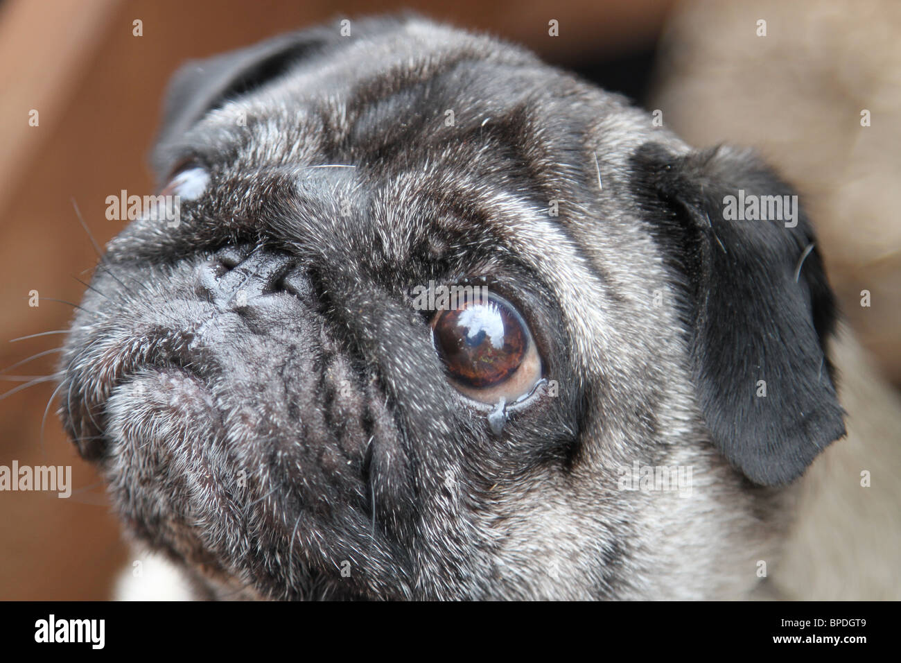 Pug nose High Resolution Stock Photography and Images - Alamy