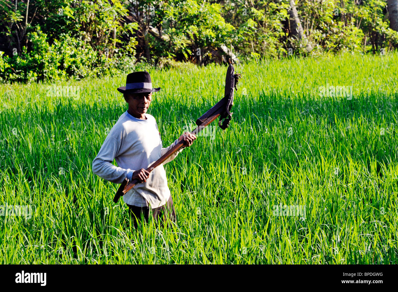 Working in the rice field hi-res stock photography and images - Alamy