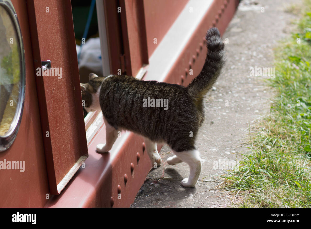cat narrow boat Stock Photo - Alamy