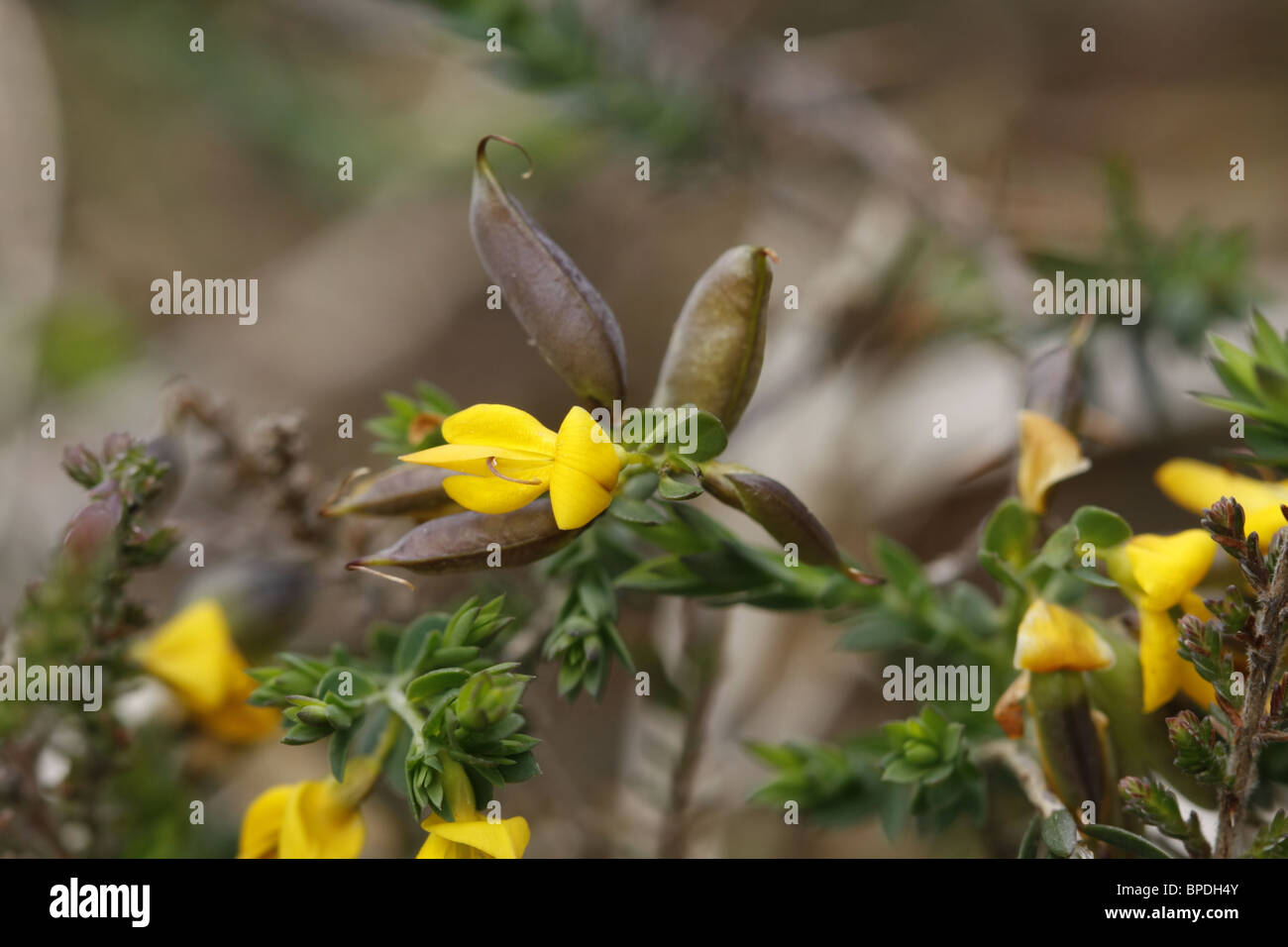 Petty flowers hi-res stock photography and images - Alamy