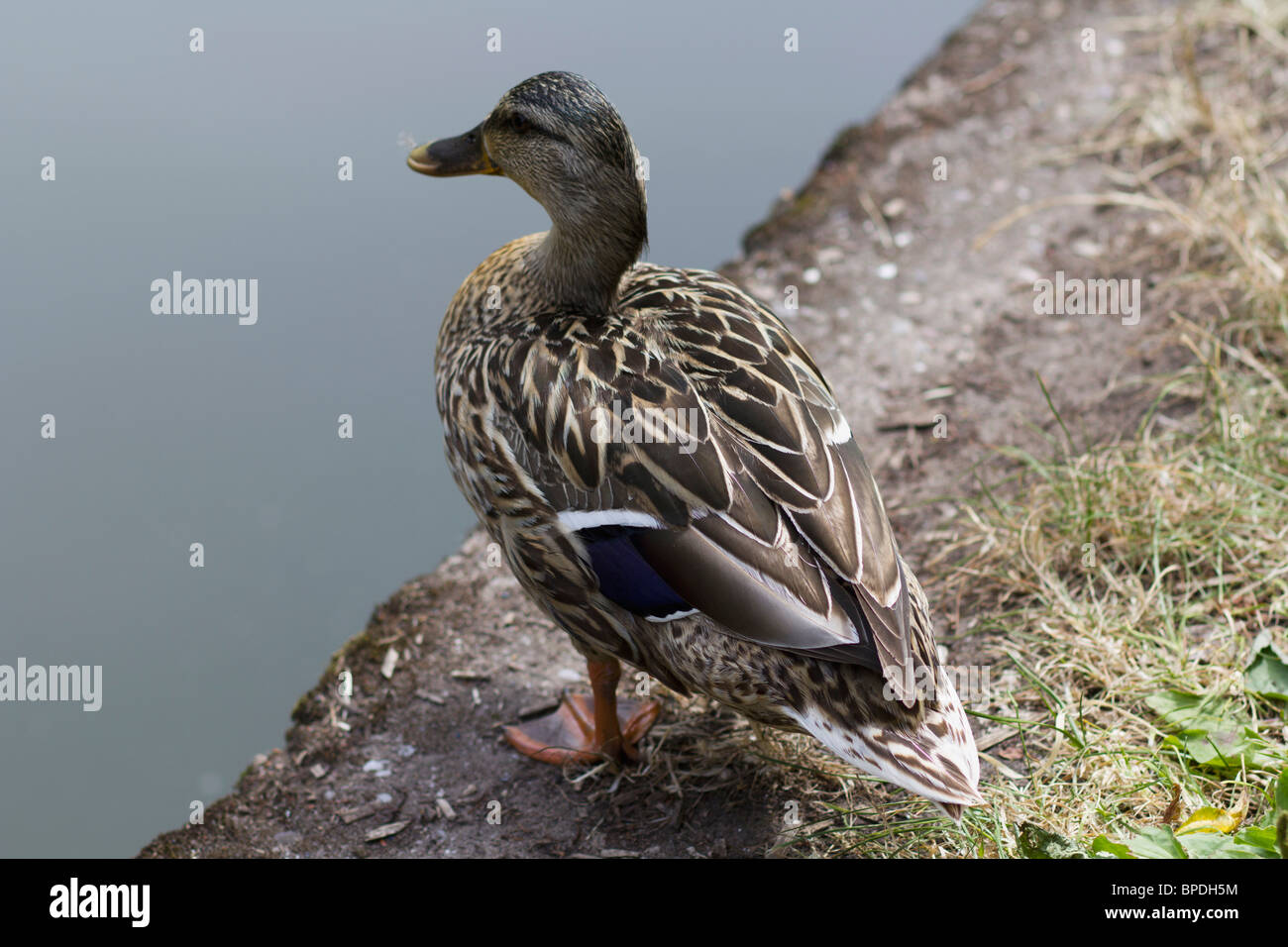 Duck canal hi-res stock photography and images - Alamy
