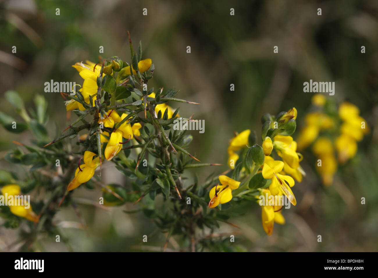 Petty Whin in flower Stock Photo - Alamy