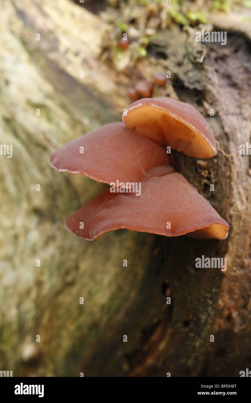 Jews Ear, Jelly Ear Stock Photo - Alamy