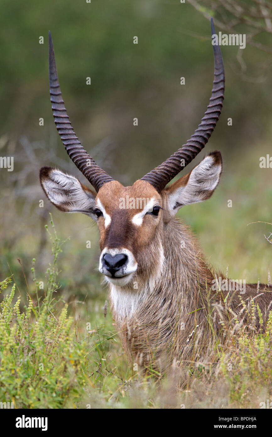 Waterbuck Male Portrait Stock Photo - Alamy