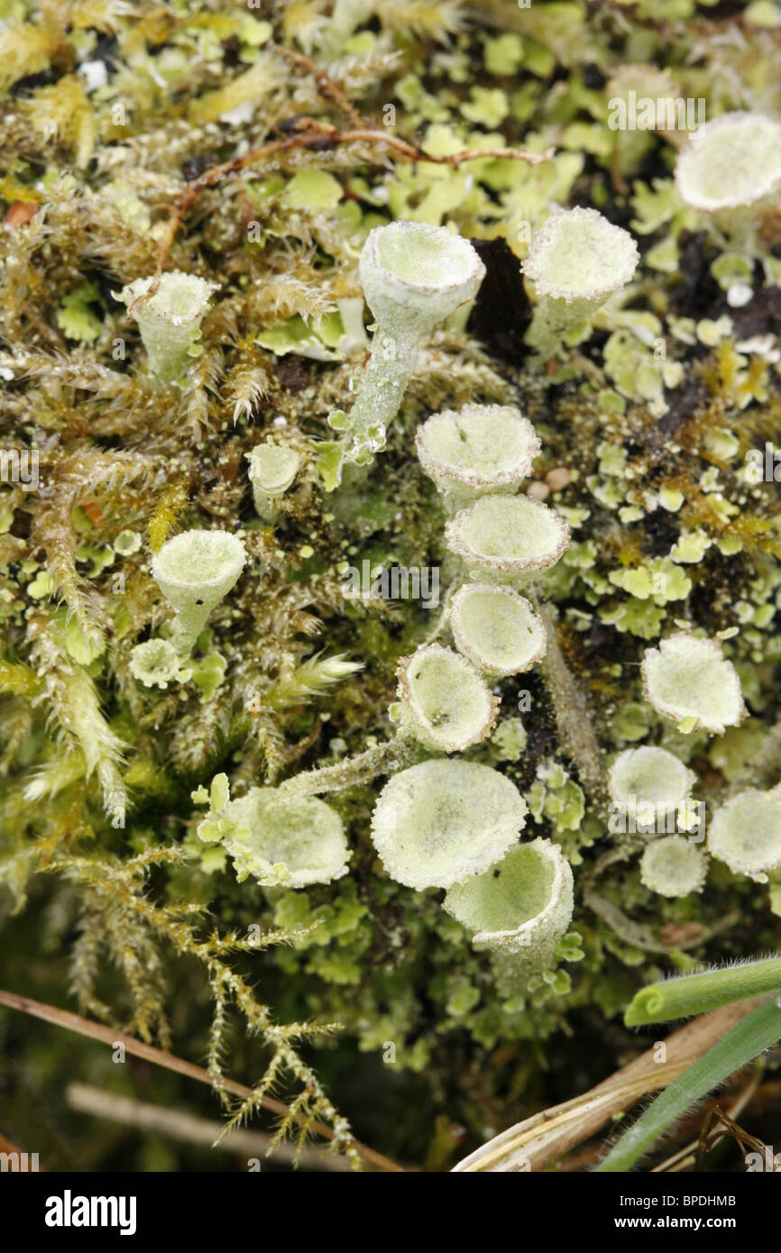 Pixie cup lichens hi-res stock photography and images - Alamy