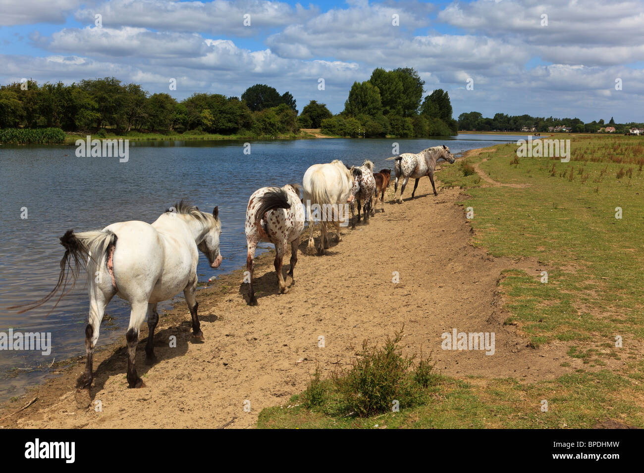 Horses Paddle in the River Thames(Isis) between Wolvercote and Oxford ...