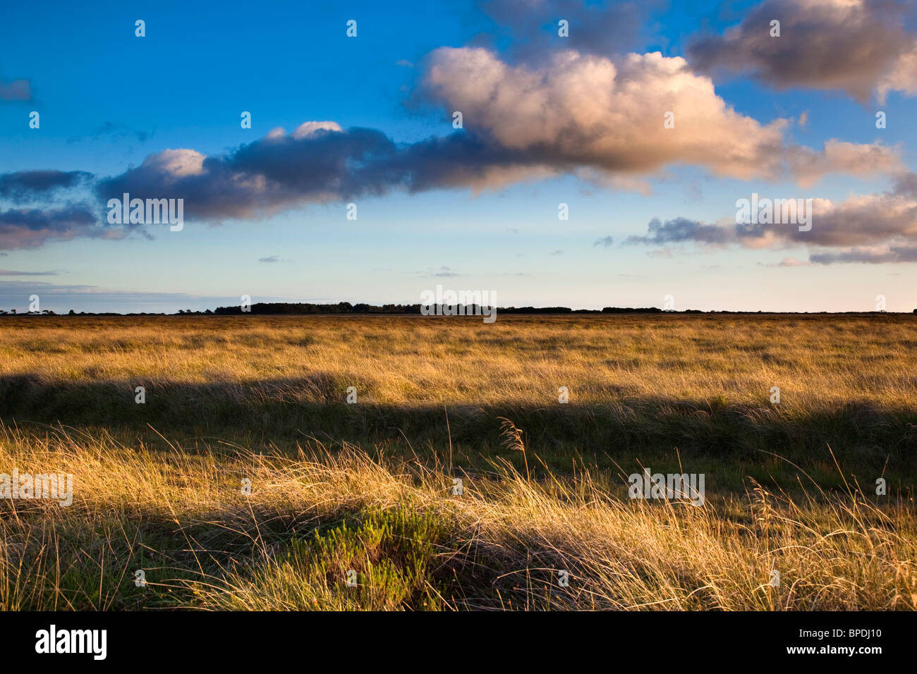 Croft Pascoe; NNR; Goonhilly; Lizard; Cornwall Stock Photo - Alamy