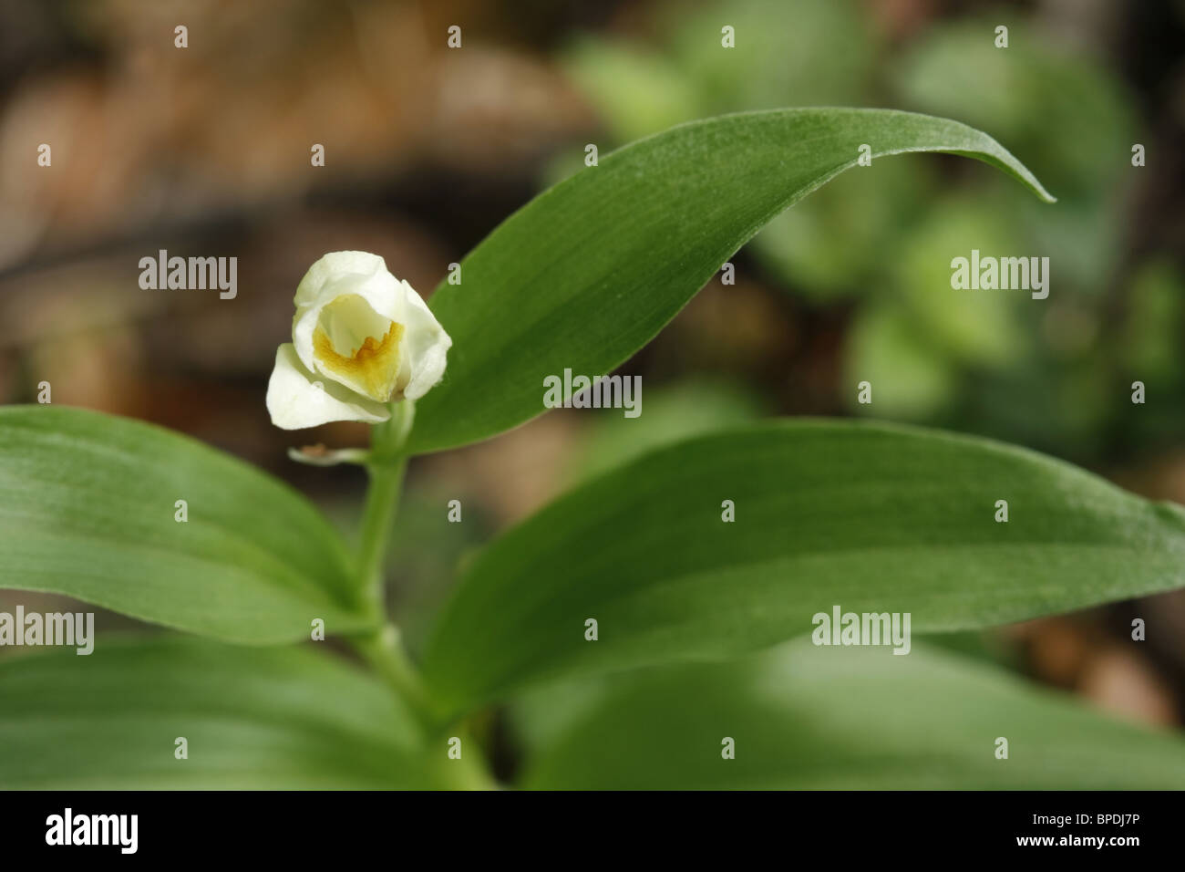 White helleborine, single flower Stock Photo - Alamy