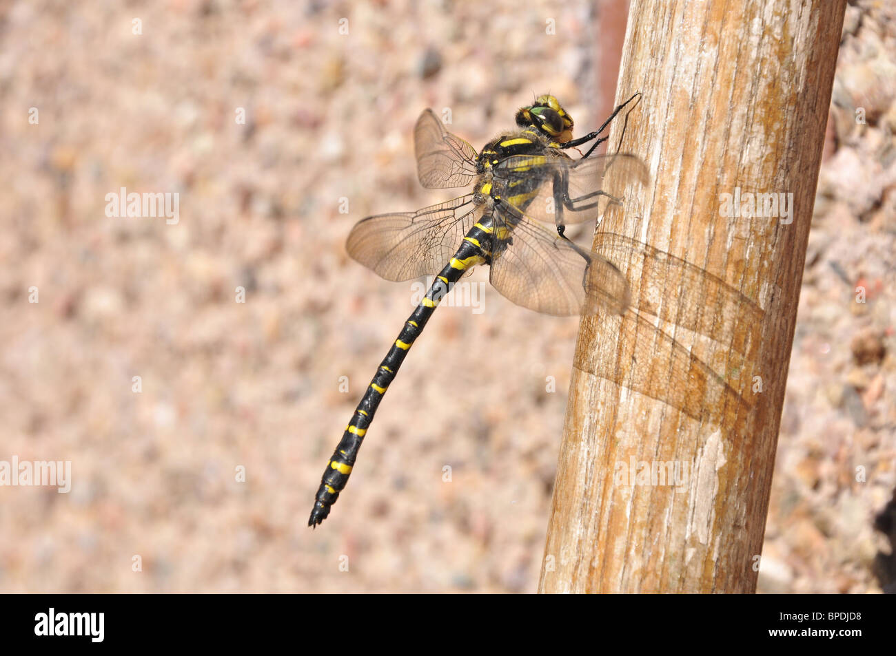 Dragonfly with golden wings hi-res stock photography and images - Alamy