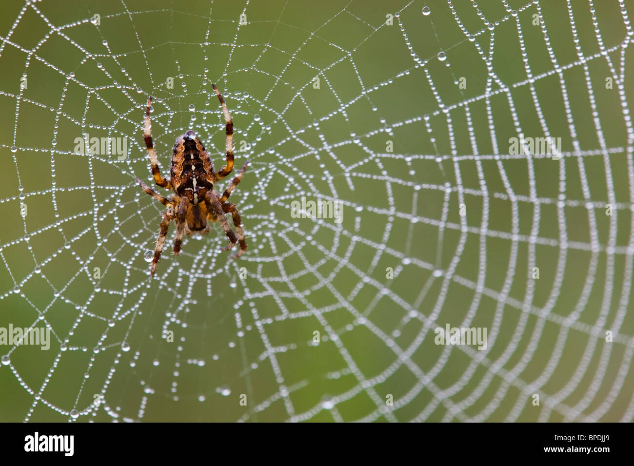 Garden Spider on its web; Cornwall Stock Photo - Alamy