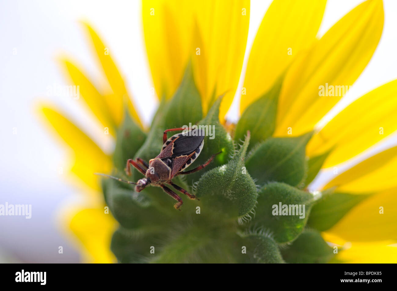 Yellow bellied bee assassin on sunflower - Apiomerus Flaviventris Stock ...