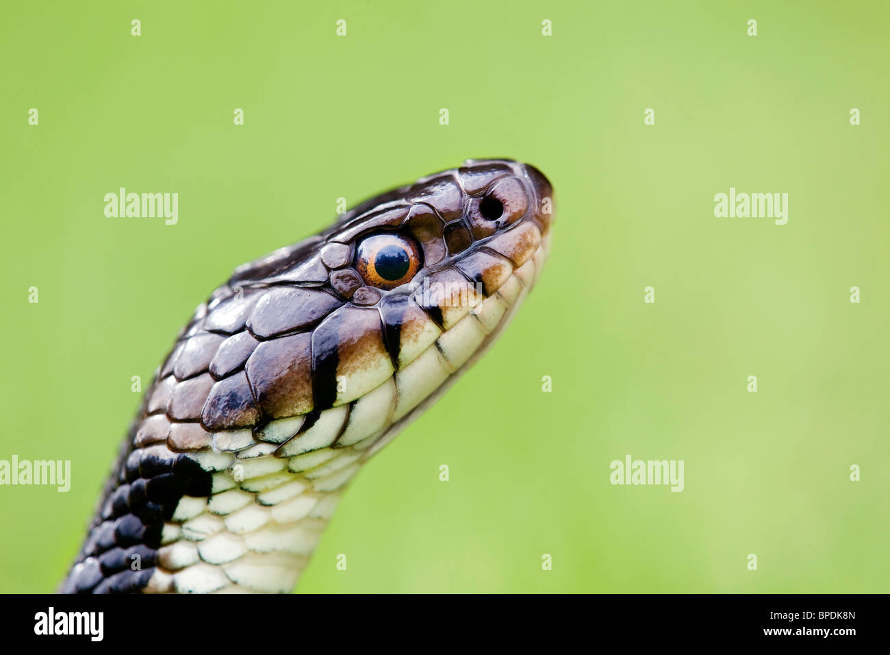 Grass Snake; Natrix natrix Stock Photo - Alamy