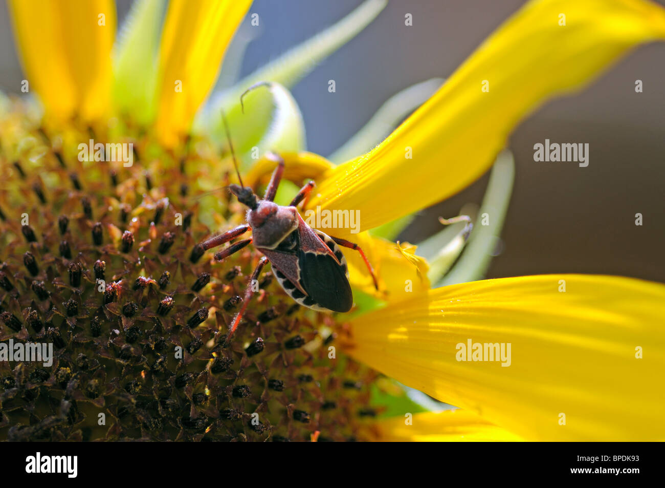 Yellow bellied bee assassin on sunflower - Apiomerus Flaviventris Stock ...