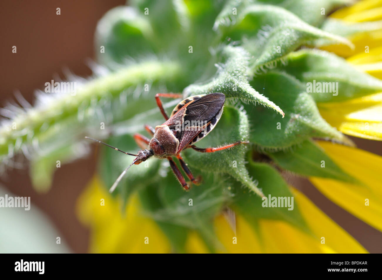 Yellow bellied bee assassin on sunflower - Apiomerus Flaviventris Stock ...