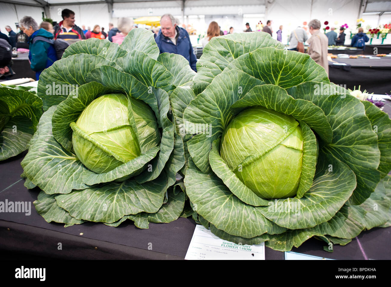 Giant cabbages on display at Shrewsbury Flower Show, 2010, Shropshire ...