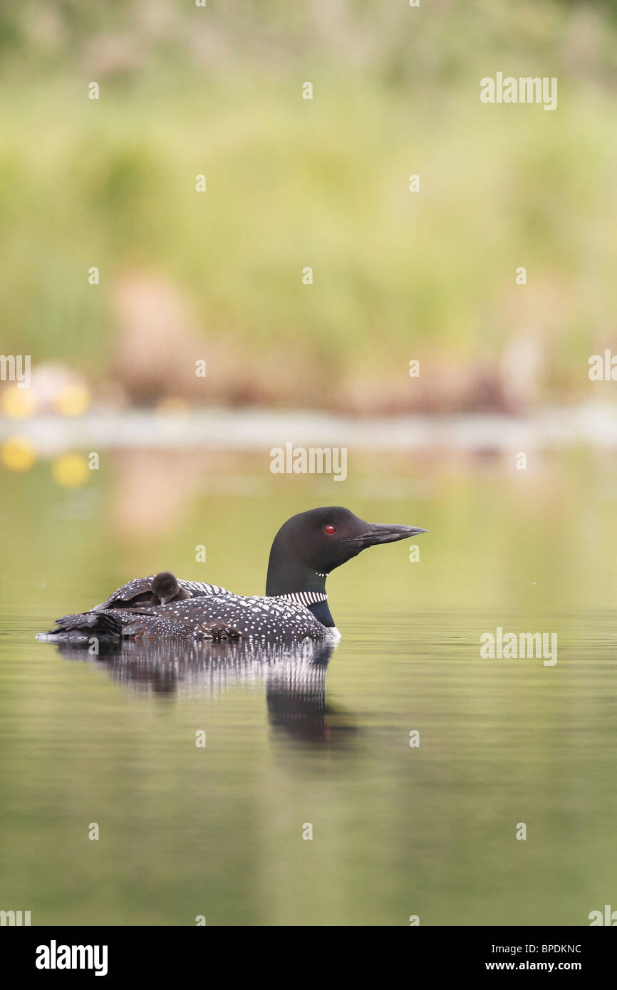 Common Loon with Riding Chick Stock Photo - Alamy
