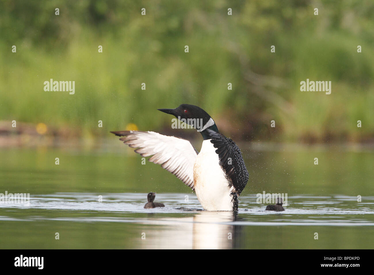 Common loon hi-res stock photography and images - Alamy