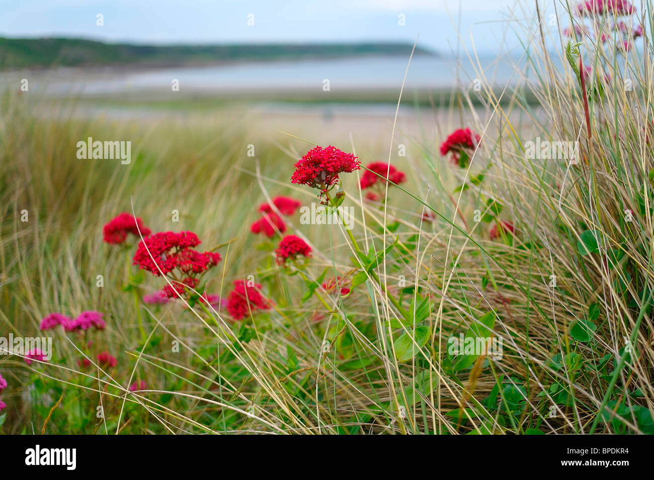 wild flowers in the sand dunes on the coast of the gower peninsula in ...