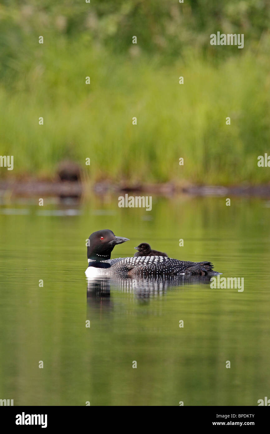 Common Loon with Baby on Back Stock Photo - Alamy
