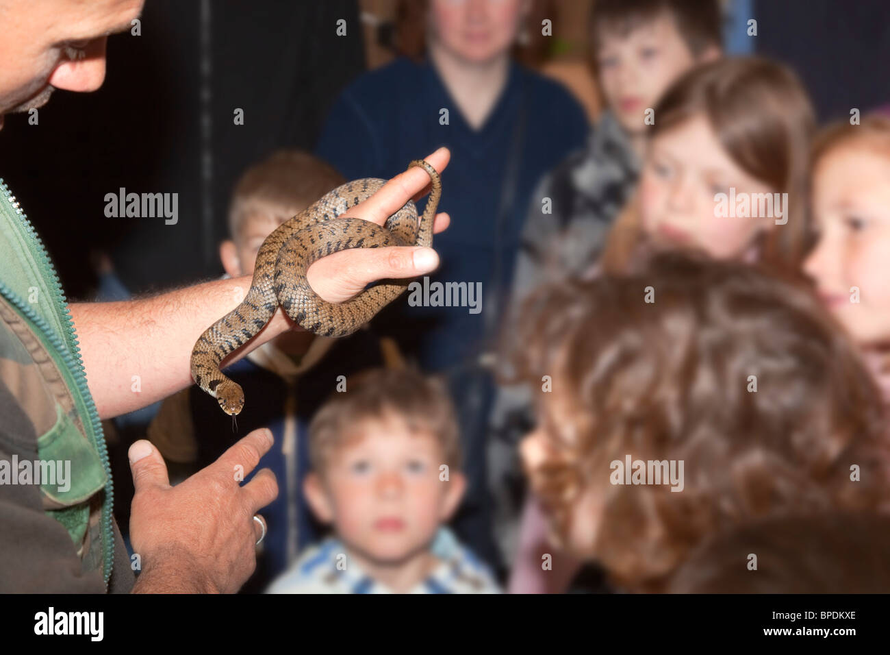 Cornwall adder hi-res stock photography and images - Alamy