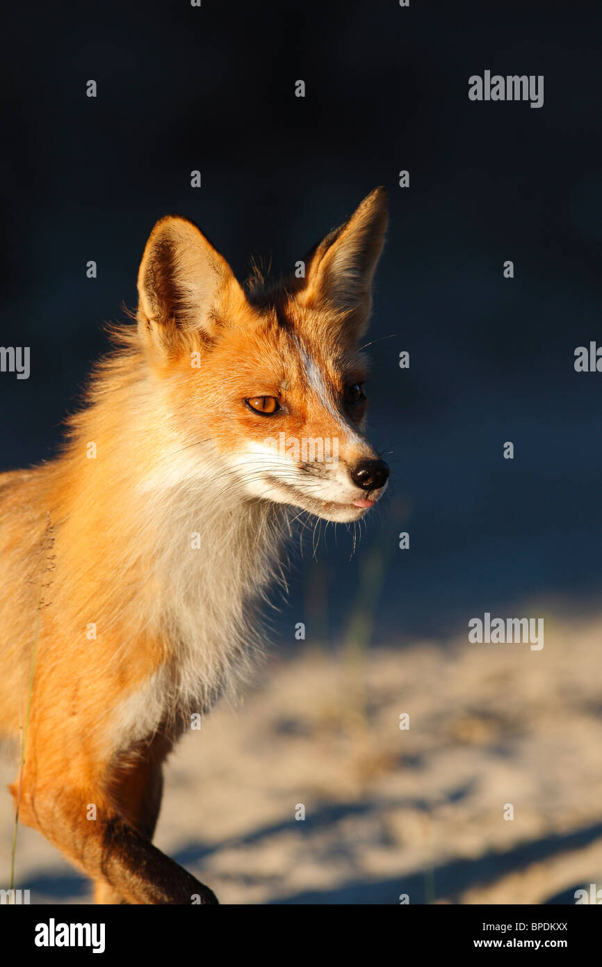 Adult Red Fox Vixen Stock Photo - Alamy