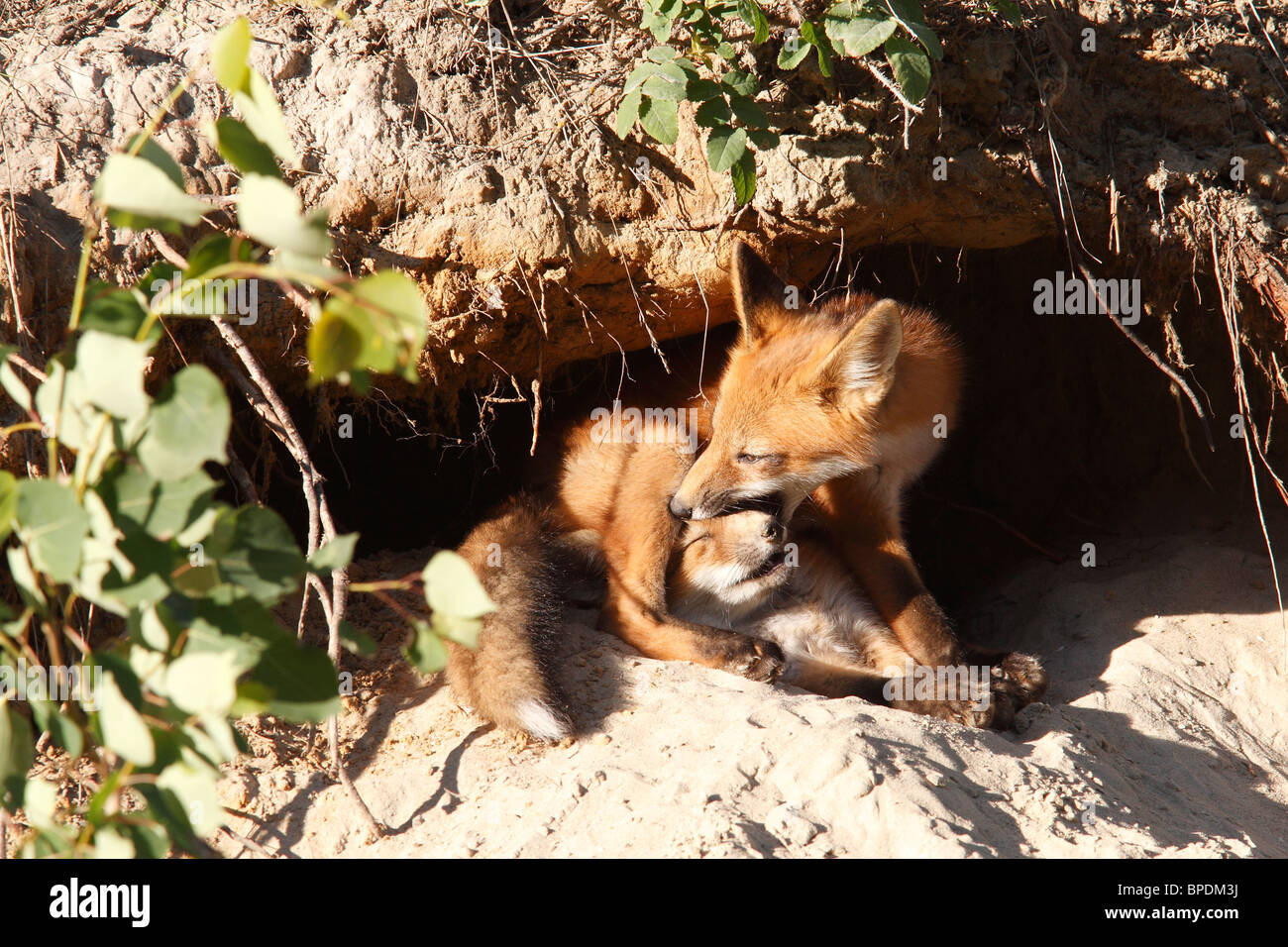 Red fox kits playing hi-res stock photography and images - Alamy
