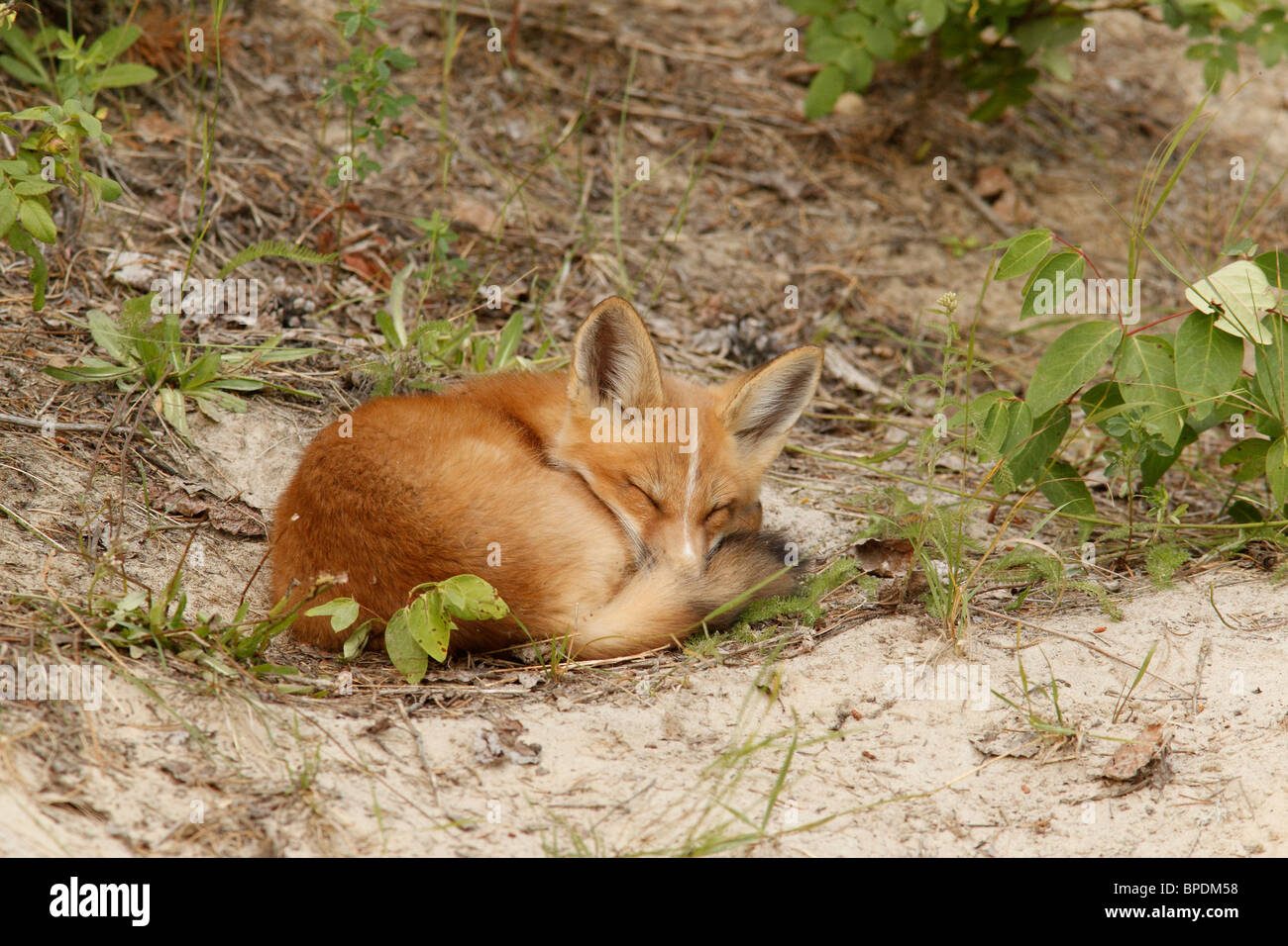 Baby Red Fox Sleeping