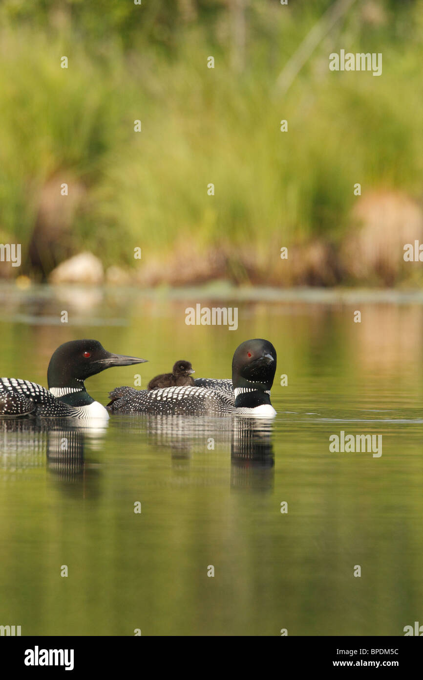 Baby loons hi-res stock photography and images - Alamy