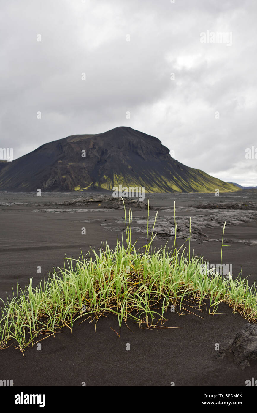 Patch grass in desert hi-res stock photography and images - Alamy