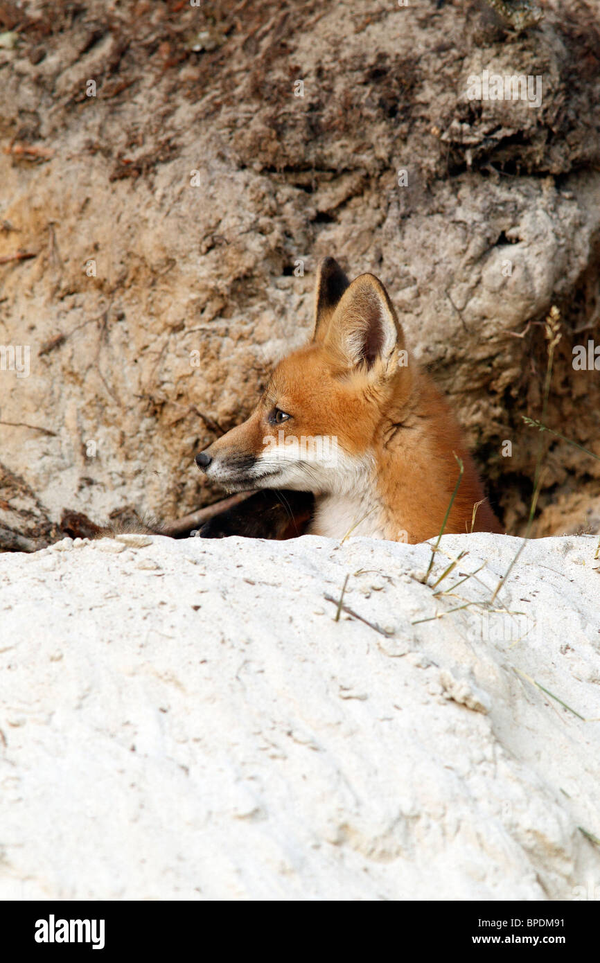 Red Fox Kit at Den Entrance Stock Photo - Alamy