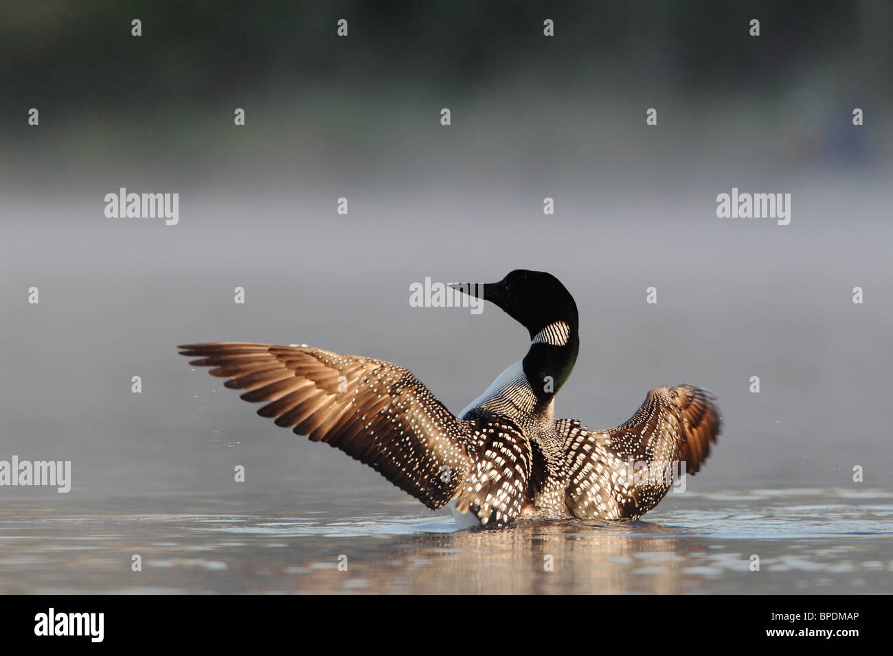 Common loon spread wings hi-res stock photography and images - Alamy