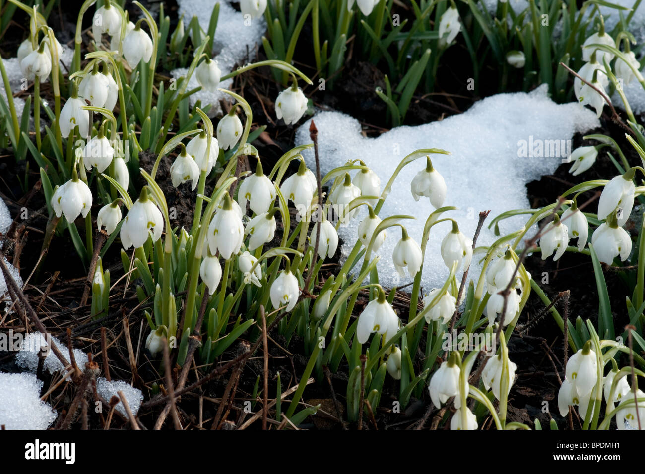 Snow Drops in Snow Stock Photo - Alamy