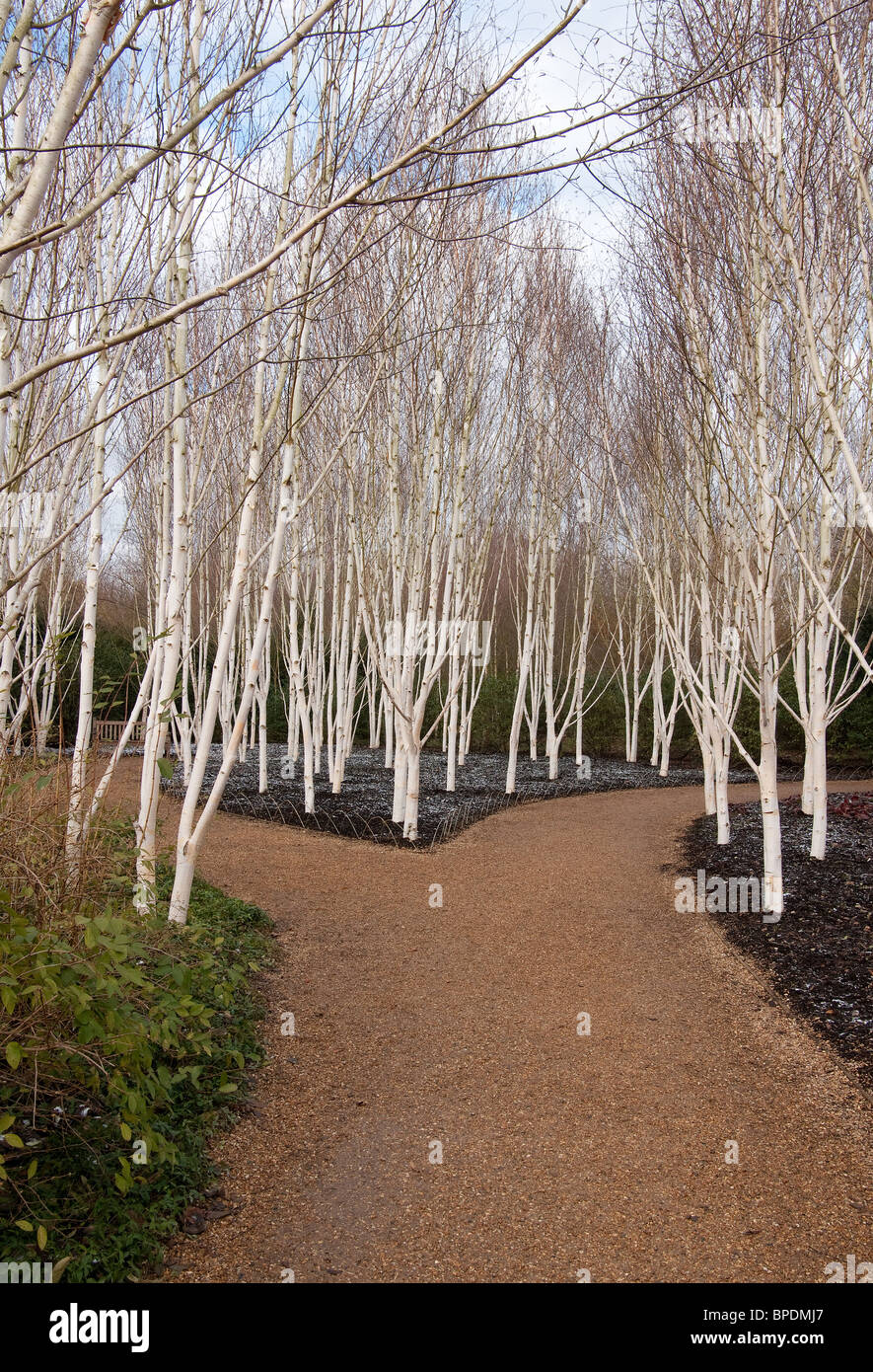 Birch stand hi-res stock photography and images - Alamy