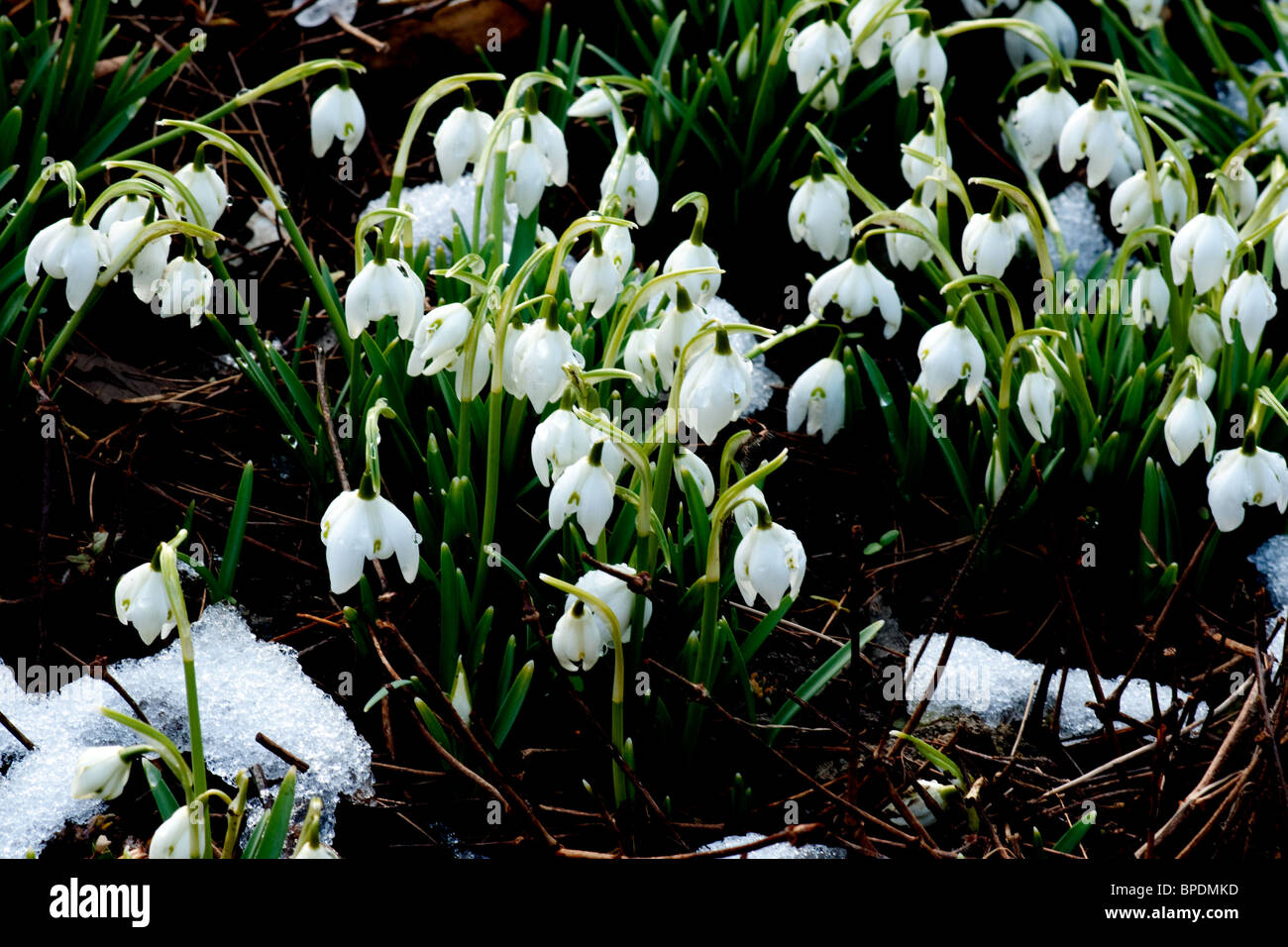 Snow drops in snow Stock Photo - Alamy