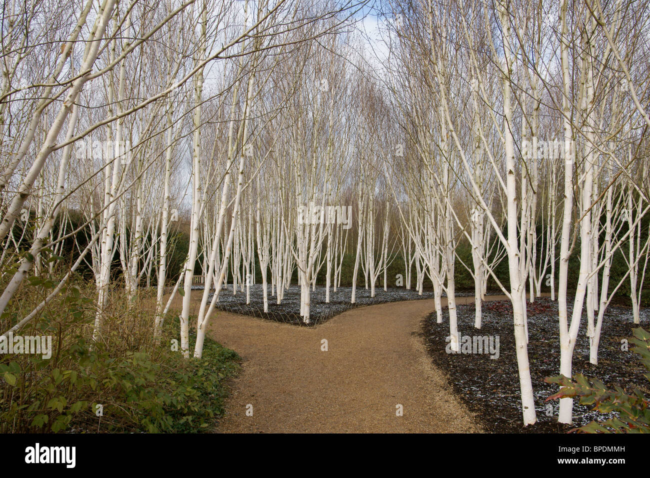 Birch stand hi-res stock photography and images - Alamy