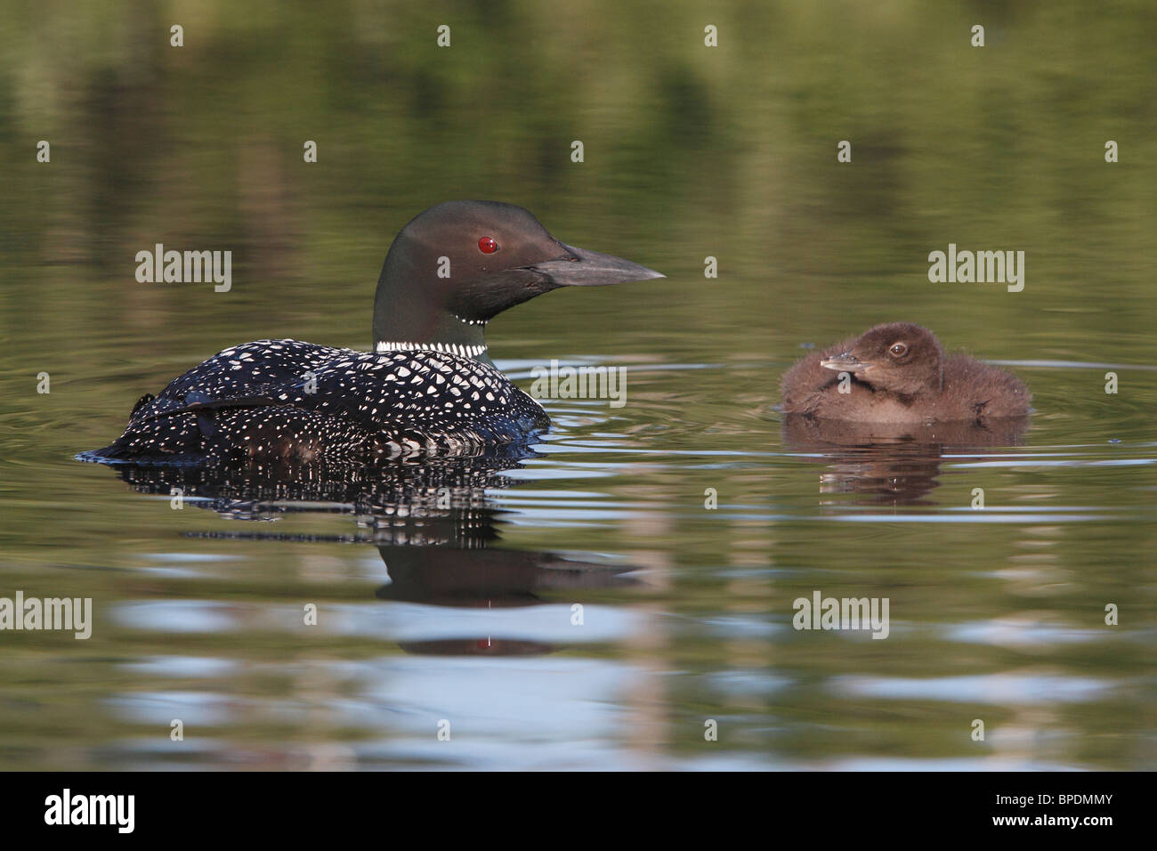 Baby Loon High Resolution Stock Photography and Images - Alamy