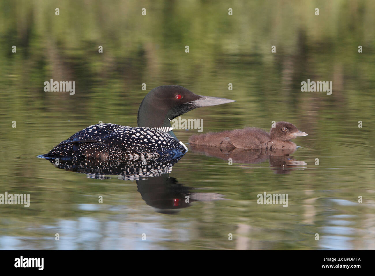 Baby loon chick hi-res stock photography and images - Alamy