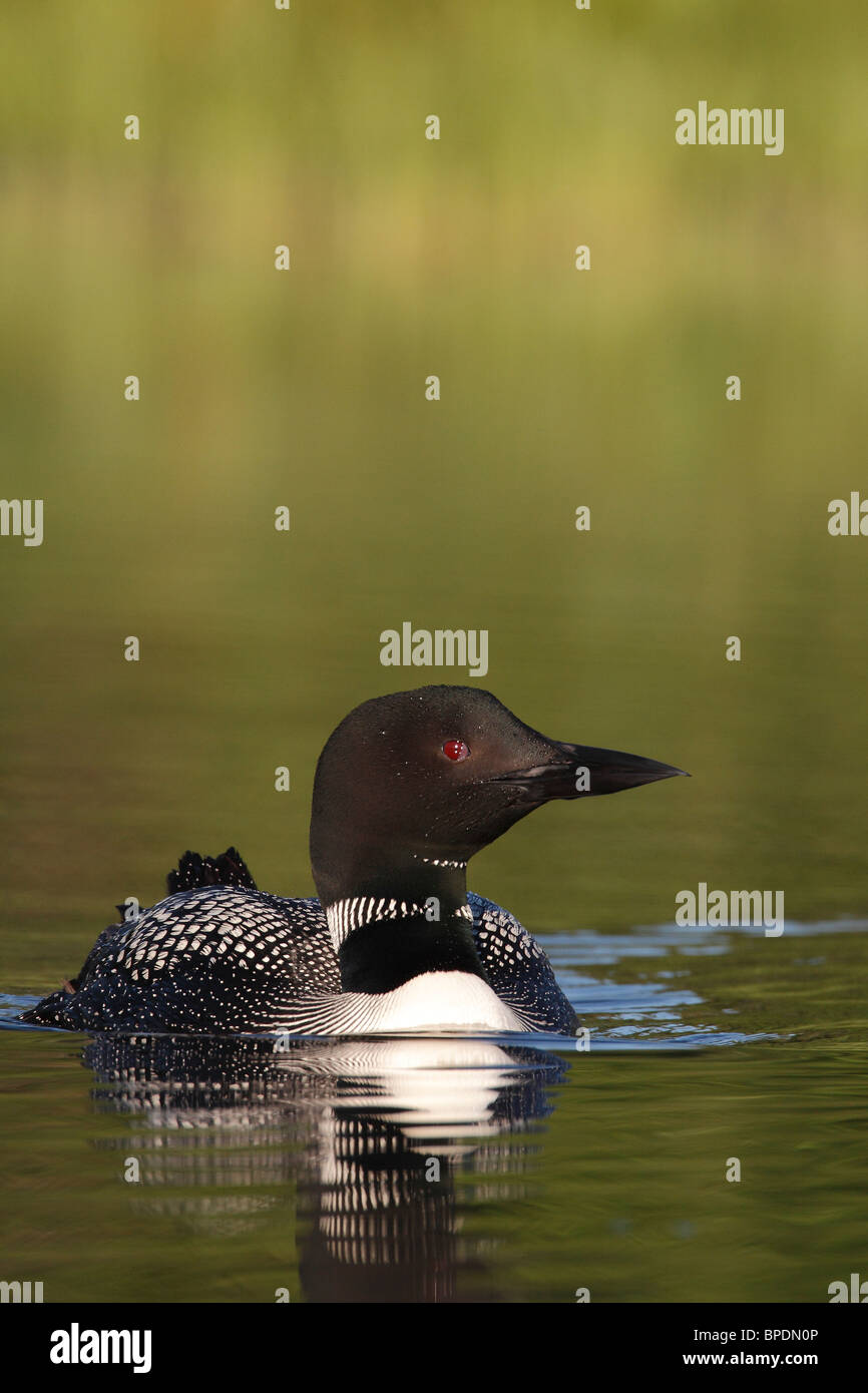 Common loon vertical hi-res stock photography and images - Alamy